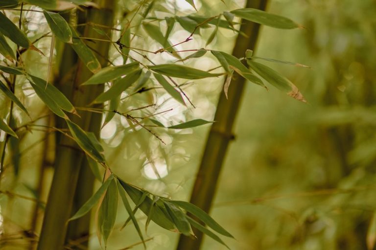 Caritas Philippines bringt Bambuswald-Projekt nach Panay und Negros ...