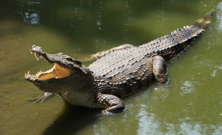 Krokodil, 14,9 Fuß lang, stirbt, nachdem es in Palawan gefangen wurde ...