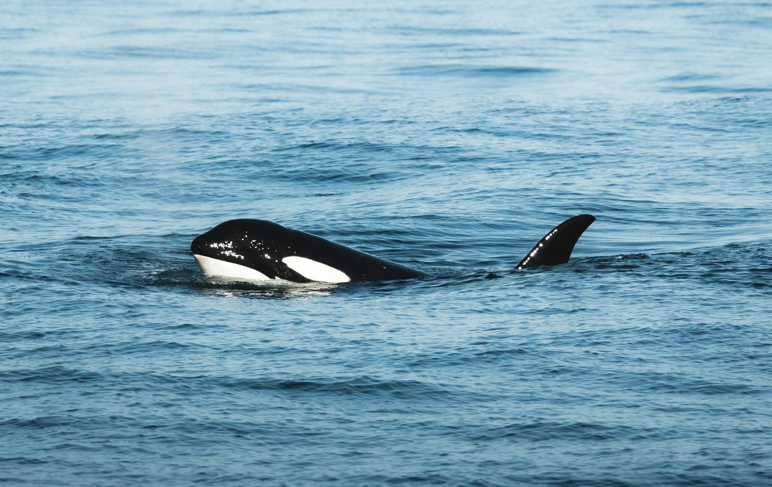 Kuya Kim: Orcas von Fischer vor Puerto Princesa gesichtet - Klajoo ...